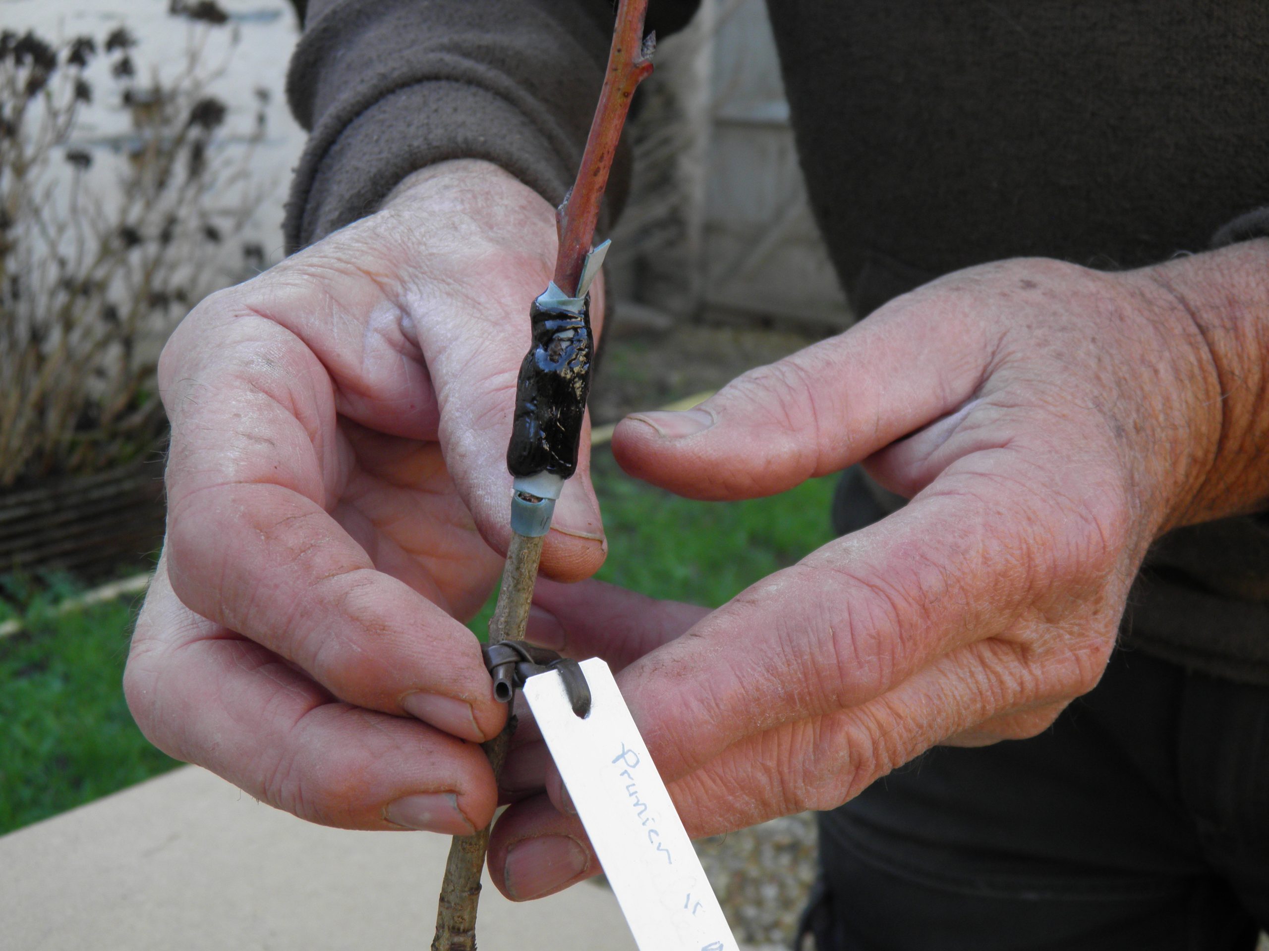 Atelier greffage (complet)